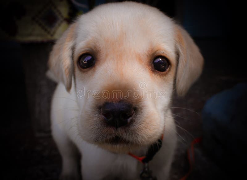 Cute Labrador Puppy Looking into Camera Stock Image - Image of home ...