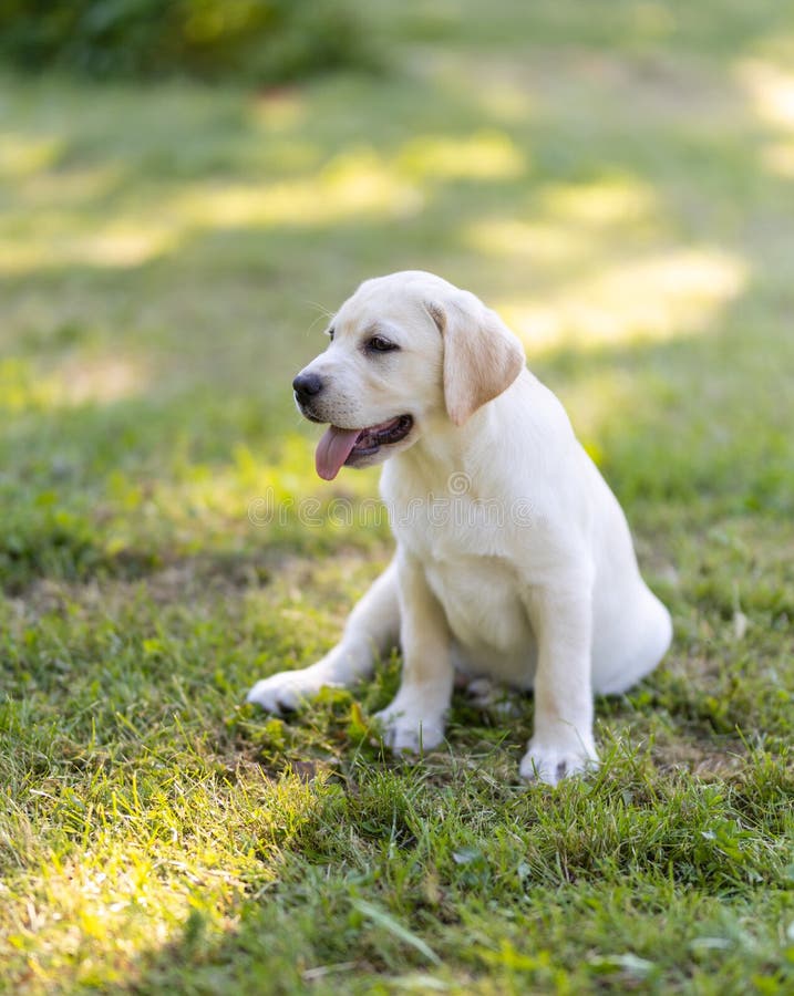 Cute labrador puppy stock image. Image of outside, funny - 250513409