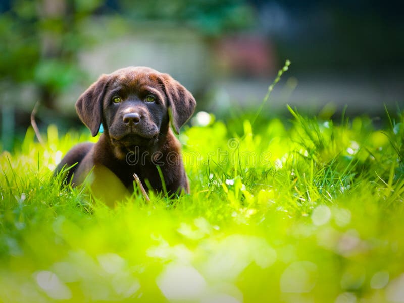 Cute Labrador Puppy Playing in Green Grass Stock Photo - Image of ...