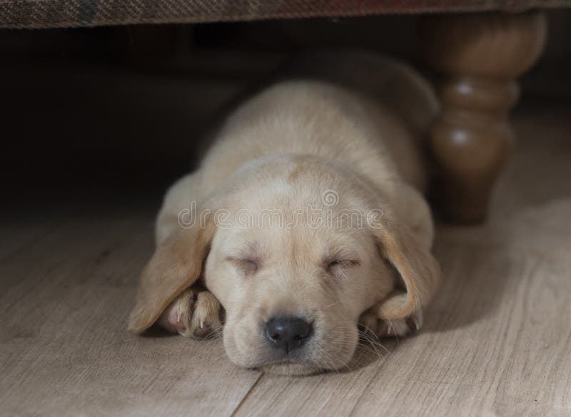 Cute Labrador Puppy Sleeping Stock Photo - Image of sleeping, cute ...
