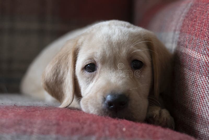 Cute Labrador Puppy Sleeping Stock Photo - Image of head, carnivore ...