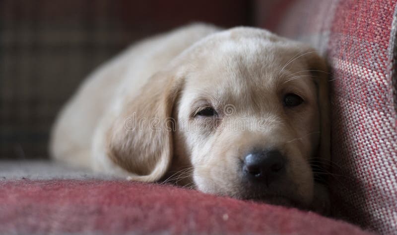 Cute Labrador Puppy Sleeping Stock Photo - Image of nose, mammal: 259854824