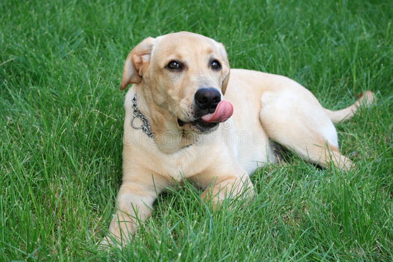 Cute labrador retriever stock photo. Image of pretty - 10729506