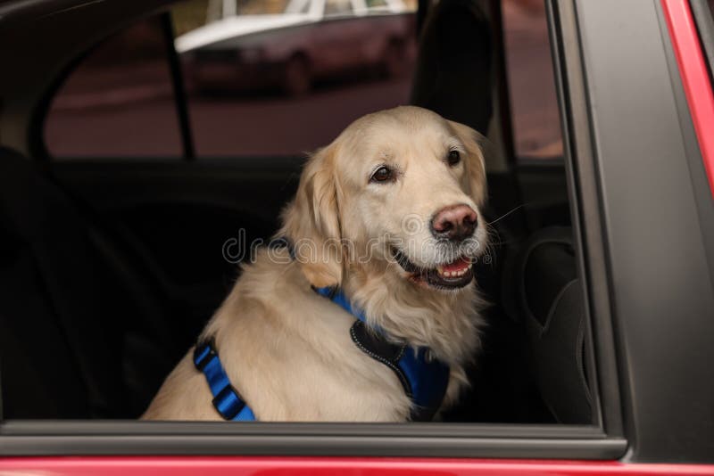 Cute Labrador Retriever in Car. Adorable Pet Stock Image - Image of ...