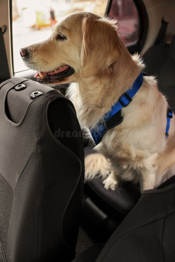 Cute Labrador Retriever in Car. Adorable Pet Stock Photo - Image of ...