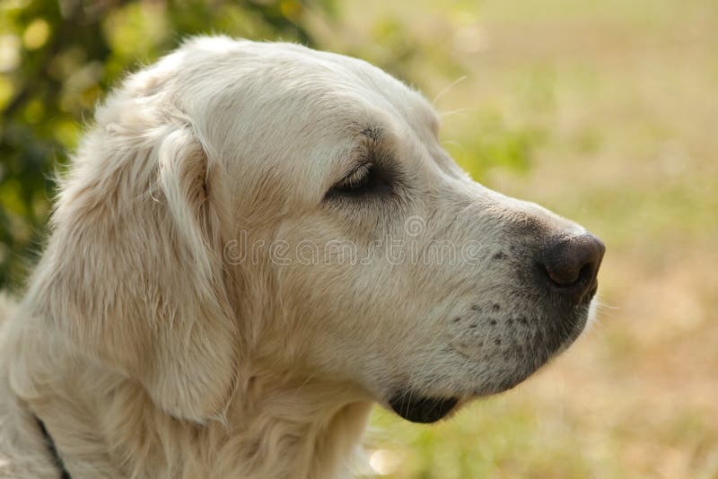 Cute Labrador Retriever, Close-up. in the Soft Focus. Stock Photo ...