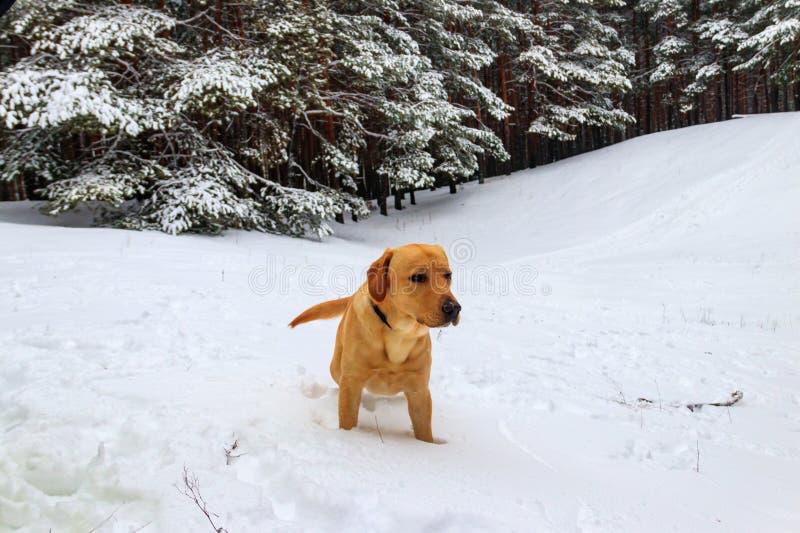 Cute Labrador Retriever Dog Coniferous Forest Winter Stock Photos ...