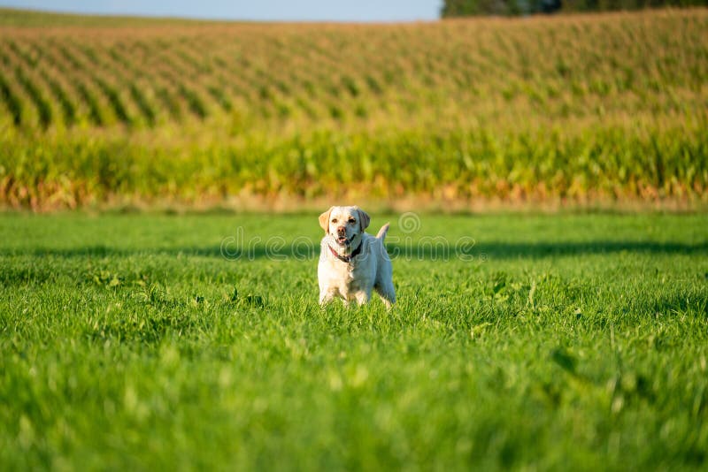 Cute Labrador Retriever Dog in the Field Stock Photo - Image of ...