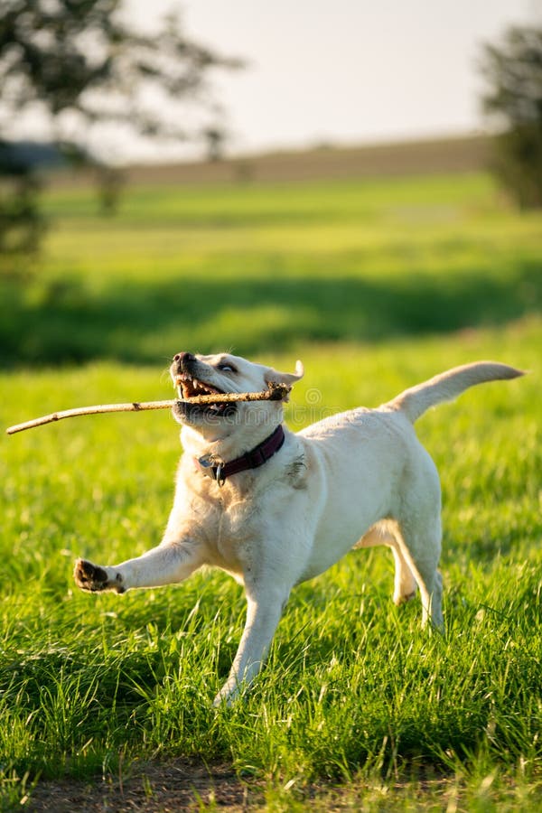 Cute Labrador Retriever Dog in the Field Stock Image - Image of animal ...