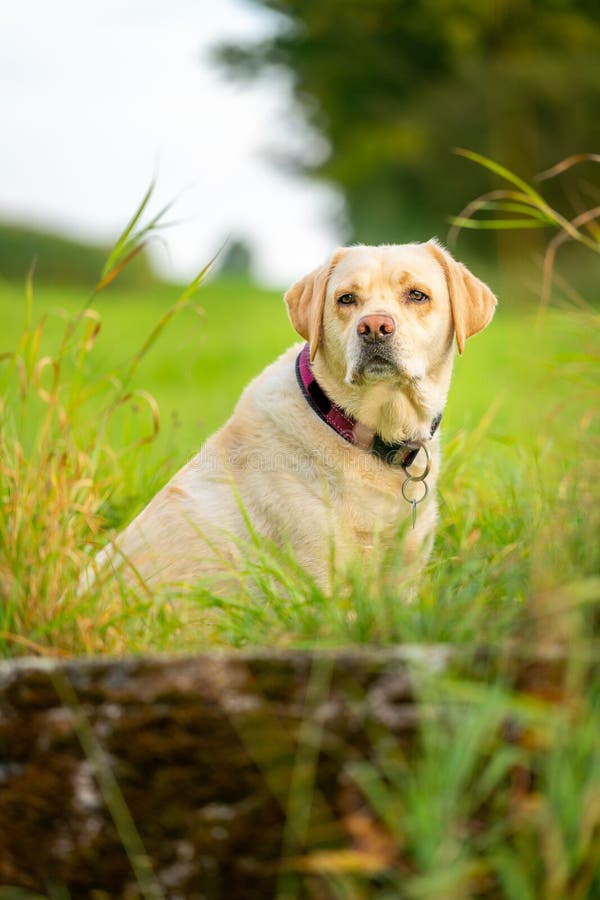 Cute Labrador Retriever Dog in the Field Stock Image - Image of furry ...