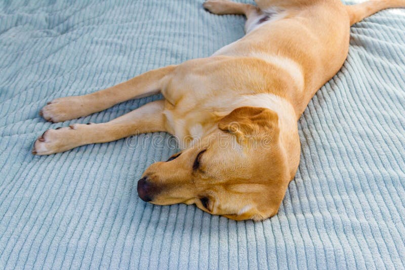 Cute Labrador Retriever Dog Lying on Bed Stock Photo - Image of friend ...