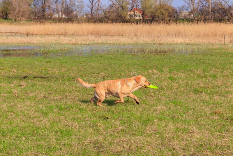 4,013 Flying Disc Stock Photos - Free & Royalty-Free Stock Photos from ...