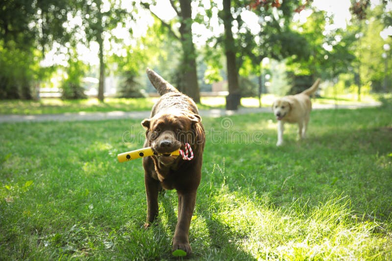 Cute Labrador Retriever Dogs Playing in Green Stock Image - Image of ...