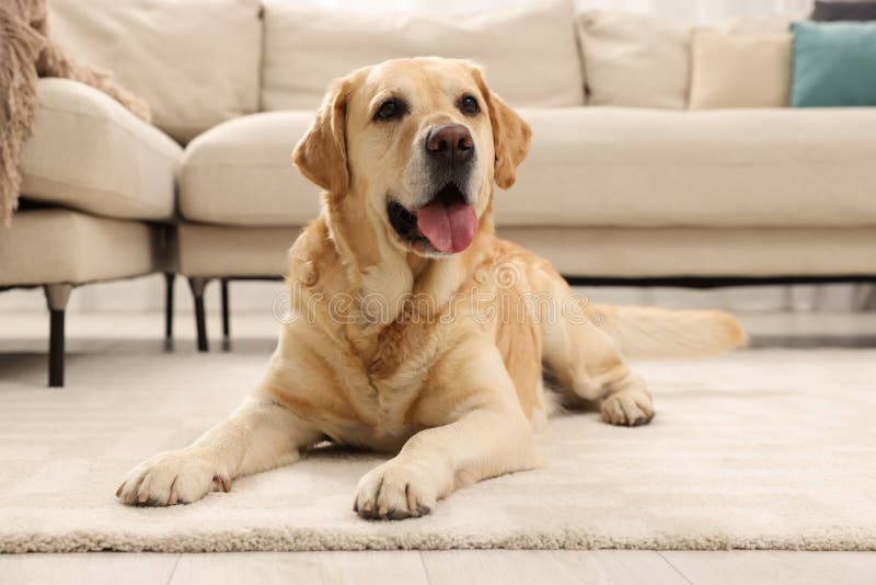 Cute Labrador Retriever on Floor in Living Room Stock Image - Image of ...