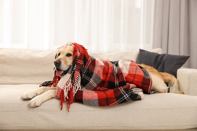 Cute Labrador Retriever with Plaid on Sofa at Home Stock Image - Image ...