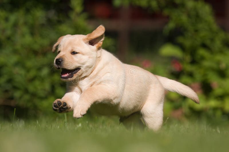 Cute Labrador Retriever Puppy Royalty Free Stock Photography - Image ...
