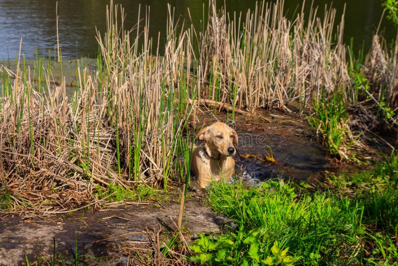 Cute Labrador Retriever Puppy Playing in Swamp Stock Image - Image of ...
