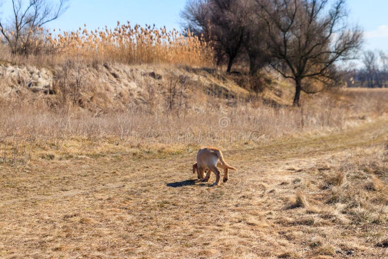 Cute Labrador Retriever Puppy Running on Meadow Stock Photo - Image of ...