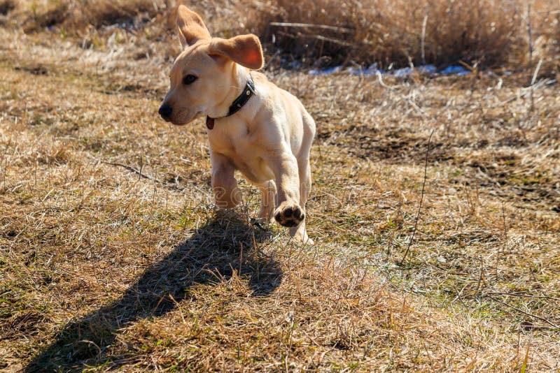 Cute Labrador Retriever Puppy Running on Meadow Stock Image - Image of ...