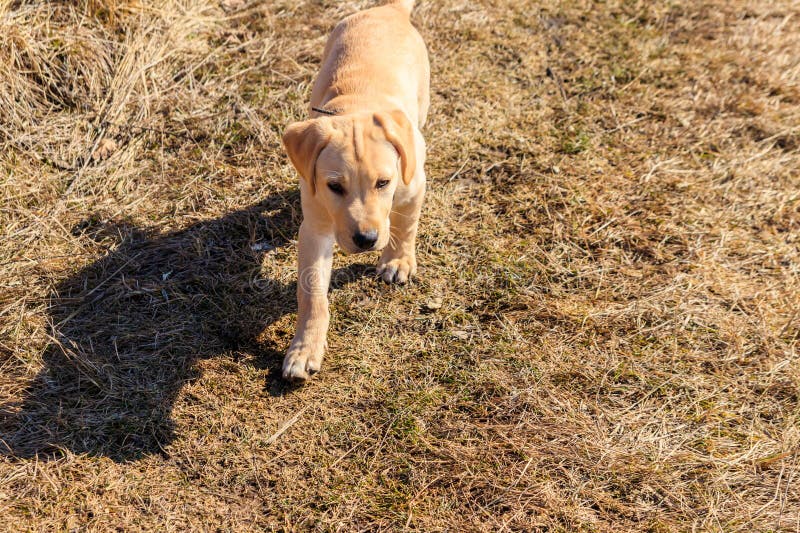 Cute Labrador Retriever Puppy Running on Meadow Stock Image - Image of ...
