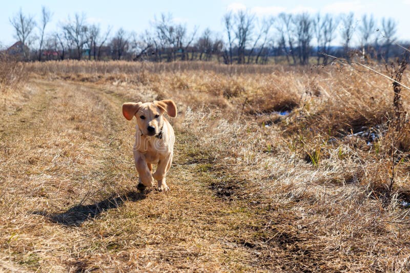 Cute Labrador Retriever Puppy Running on Meadow Stock Photo - Image of ...