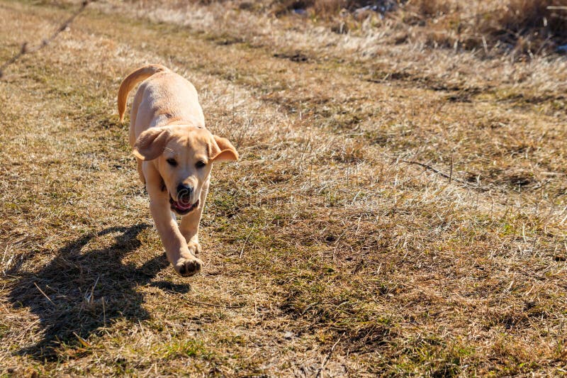 Cute Labrador Retriever Puppy Running on Meadow Stock Photo - Image of ...