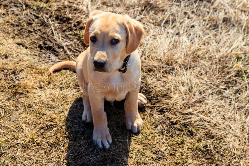 Cute Labrador Retriever Puppy Sitting on Meadow Stock Image - Image of ...