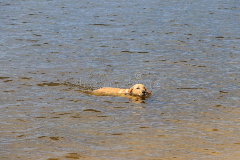 Cute Labrador Retriever Puppy Swimming in River Stock Photo - Image of ...