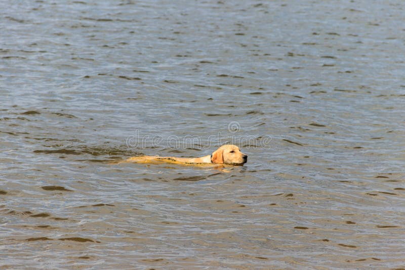 Cute Labrador Retriever Puppy Swimming in River Stock Photo - Image of ...