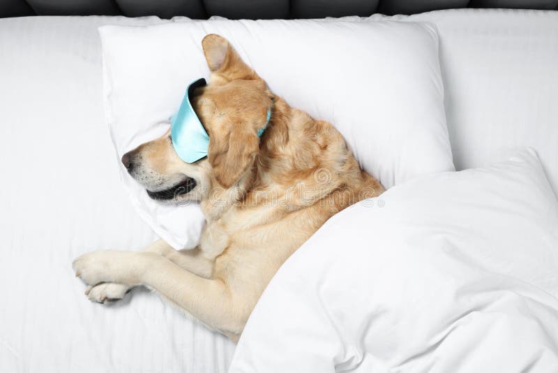 Cute Labrador Retriever with Sleep Mask Under Blanket Resting on Bed ...