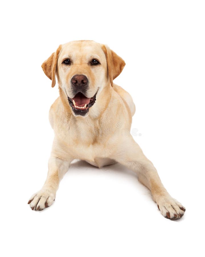 Cute Labrador Retriever Yellow Stock Photo - Image of cutout, yellow ...