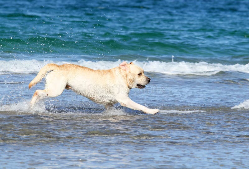 Cute labrador at the sea stock image. Image of seashore - 67537845