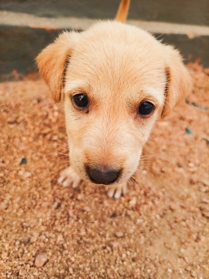 Cute Labro Puppy stock image. Image of labro, eyes, puppy - 202932775