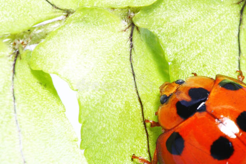 Cute Ladybug Picture. Image: 4799651
