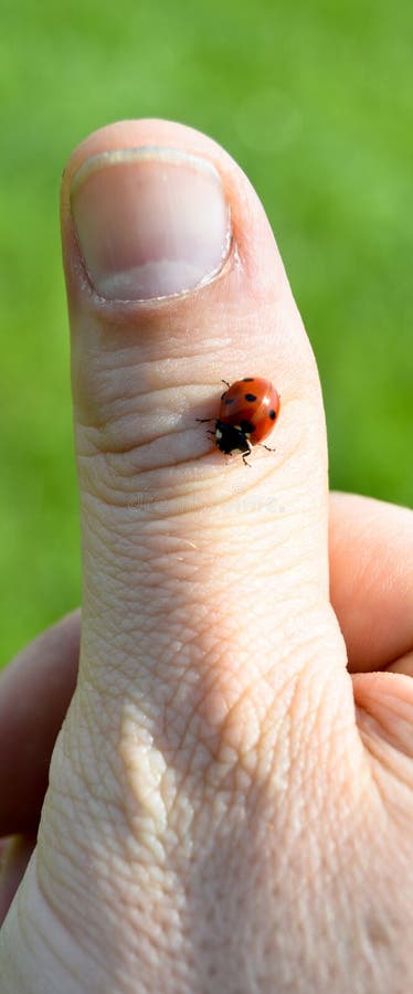 Cute Ladybug on the Finger between the Grass Stock Photo - Image of ...