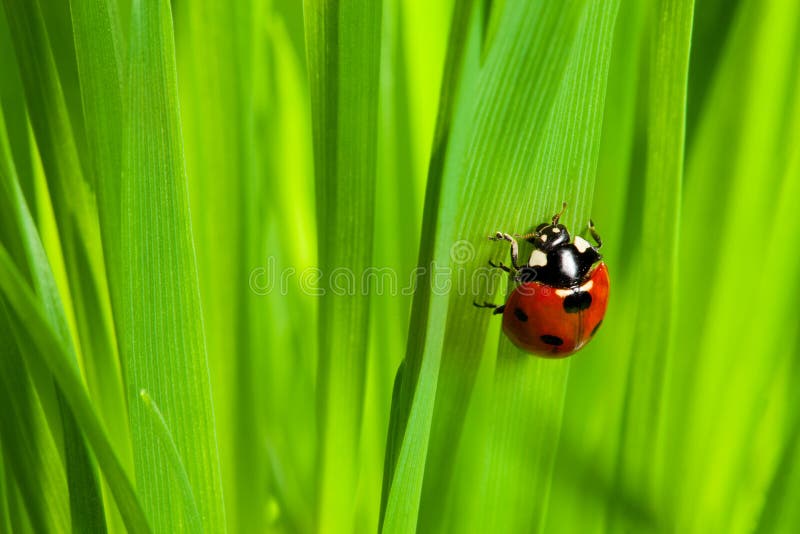 Cute ladybug on the grass stock photo. Image of drop - 26319314