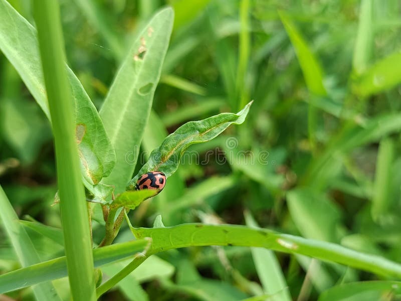 Cute Ladybug and Green Grass Stock Photo - Image of cute, grass: 319569862