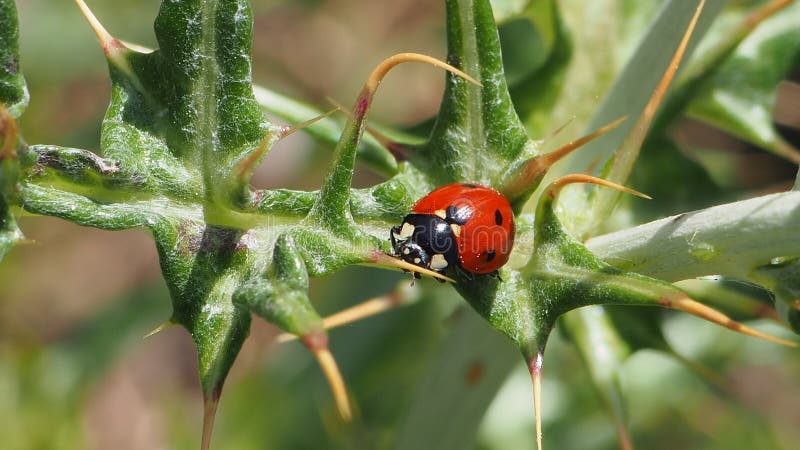 A little ladybug stock photo. Image of field, wild, nature - 145322648