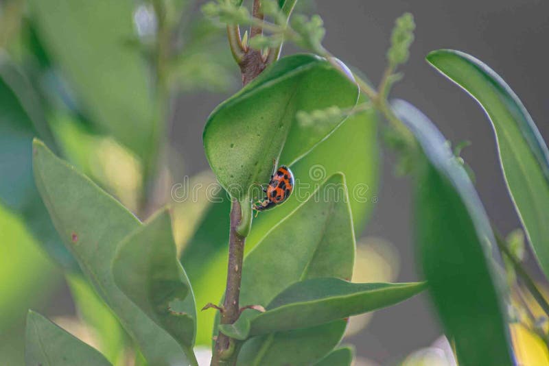 Cute Ladybug on a leaf stock photo. Image of branch - 235275284