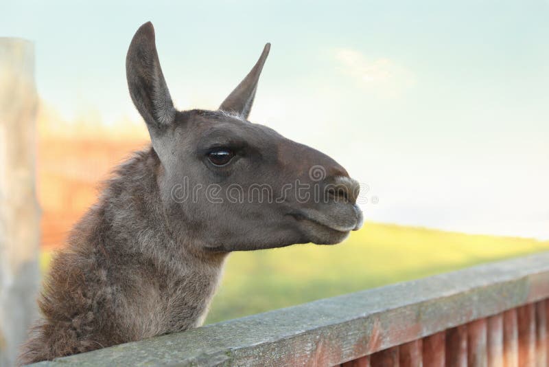 Cute Lama in Paddock at Zoo on Sunny Day Stock Image - Image of fluffy ...