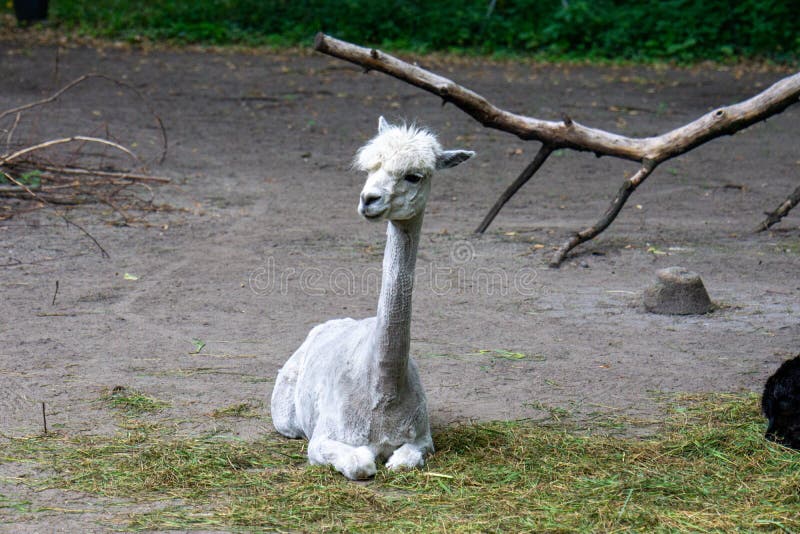 Cute Lama Resting on the Ground in a Zoo Stock Photo - Image of mammal ...