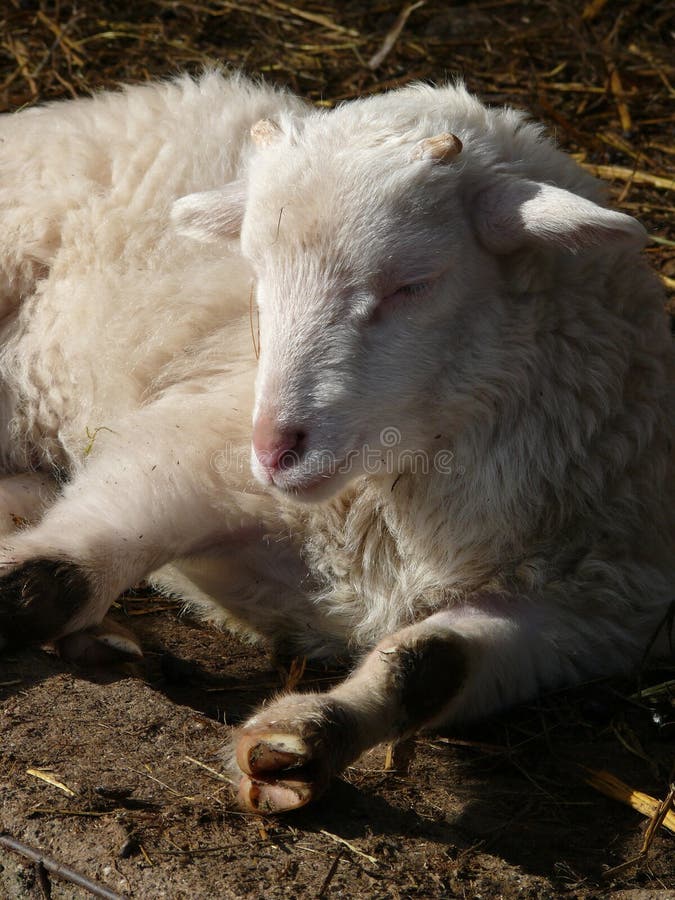 Cute lamb stock image. Image of fleece, lamb, seasonly - 13212165