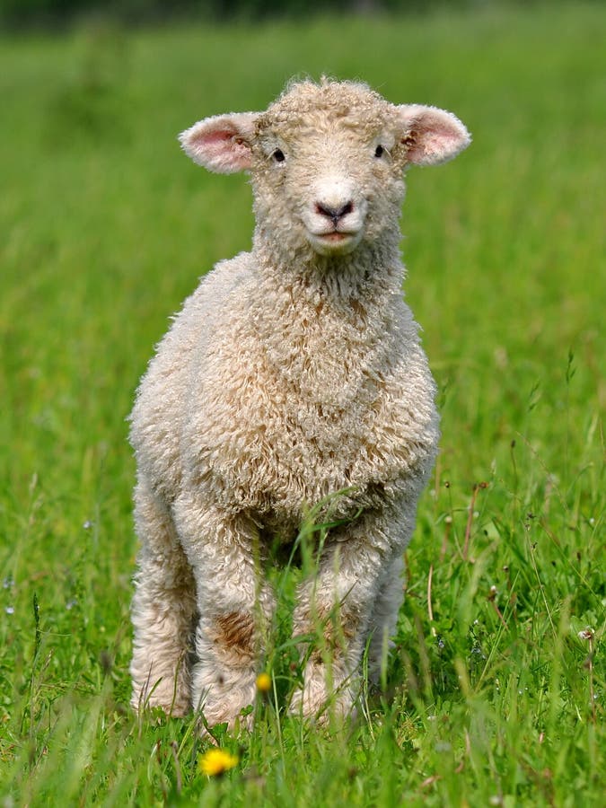 Lamb stock image. Image of lamb, young, wiltshire, farm - 2406607