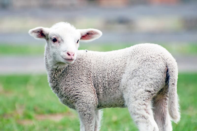 The Cutest Newborn Spring Lamb Ever! Stock Image - Image of gift ...