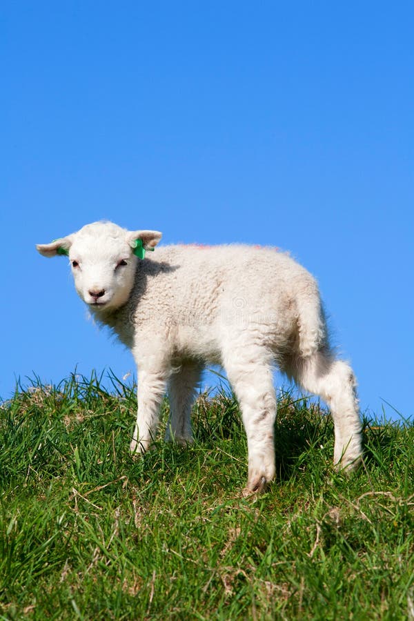 Cute young sheep stock image. Image of grass, funny, baby - 16756043