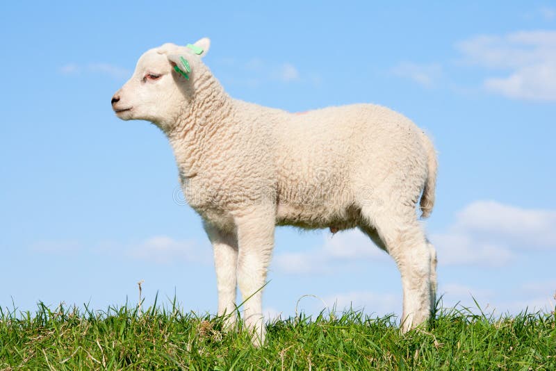 Cute lamb stock photo. Image of grass, mammal, female - 19516560