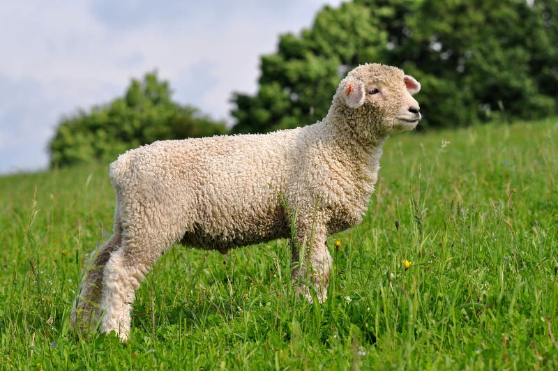 Two cute lambs stock photo. Image of curious, little, expectant - 9276112