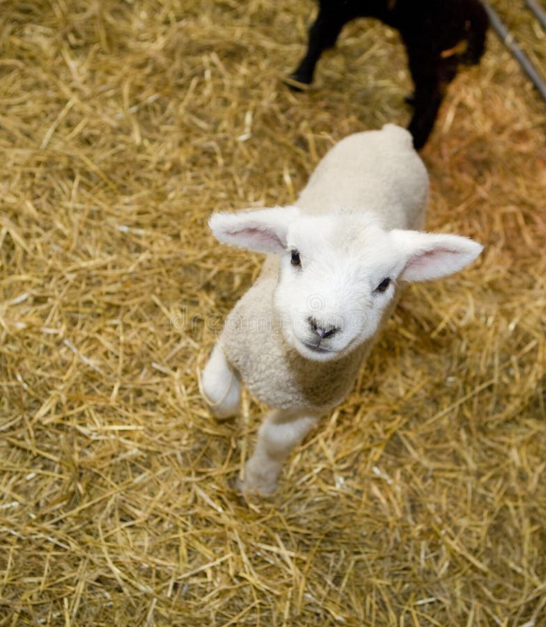 Cute lamb stock photo. Image of animal, seasonal, agriculture - 28660902