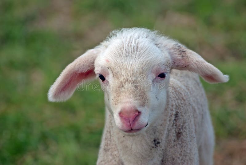 Cute lamb stock image. Image of sweet, young, meadow - 27325869