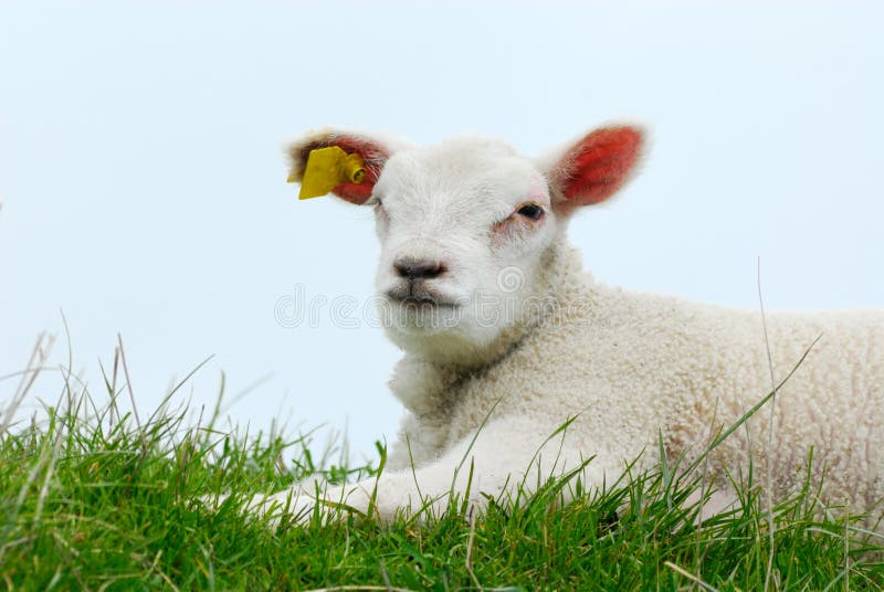 Cute lamb stock image. Image of offspring, curious, animal - 4830431